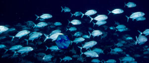 Roles - Defra Jobs - UK Government